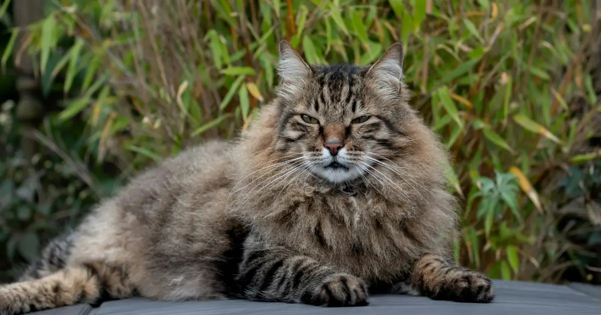 Long Haired Tabby Cats : Top 10 Essential Grooming Tips