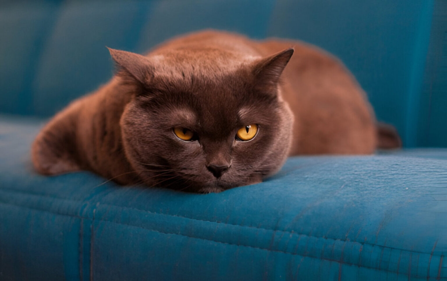 British Shorthair Brown: 7 Fascinating Facts You’ll Love