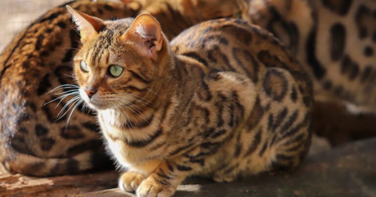 Bengal Cat Colors: Discover All 10 Beautiful Varieties